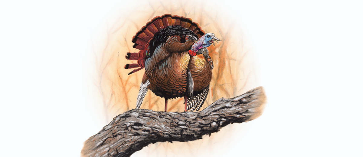 Beau Brooks Signature Series Gobble Tube – Power Calls
